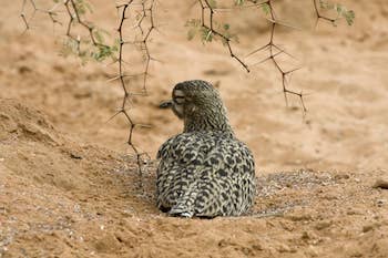 The Parable of Little Bird | His Secret Garden